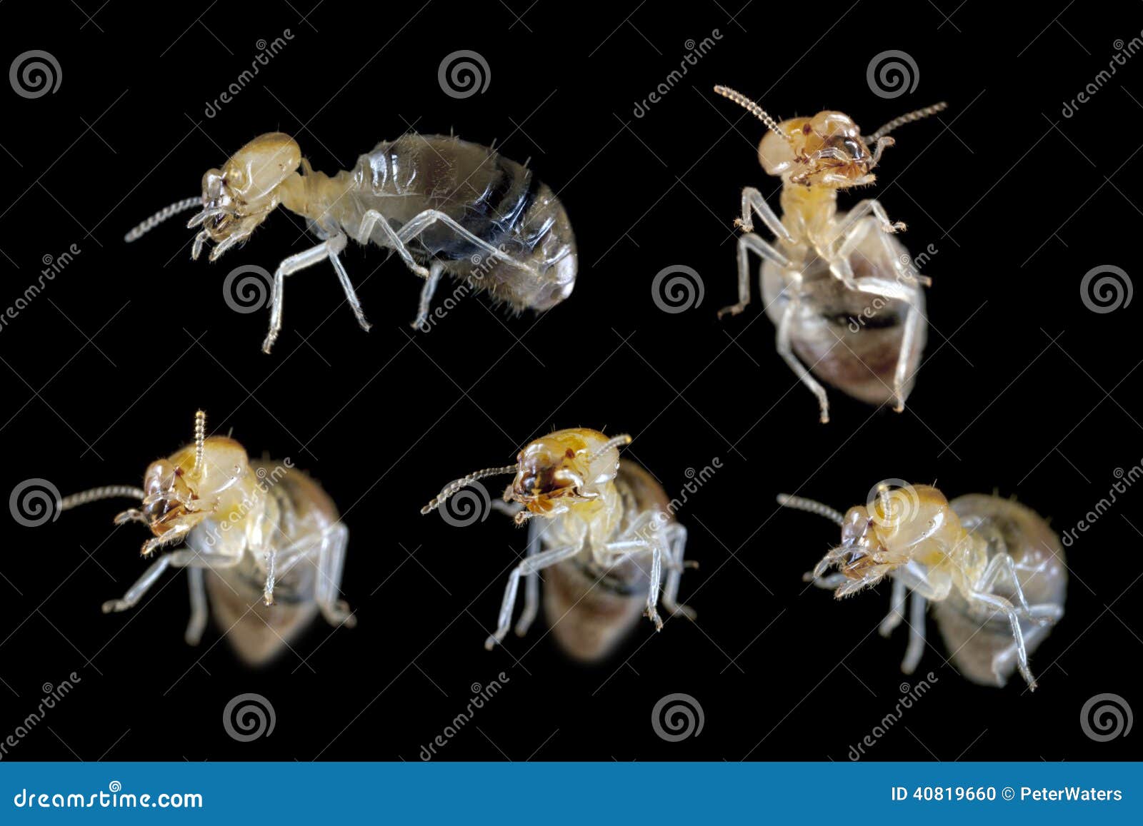 Termite head focus stock photo. Image of extreme, worker - 40819660