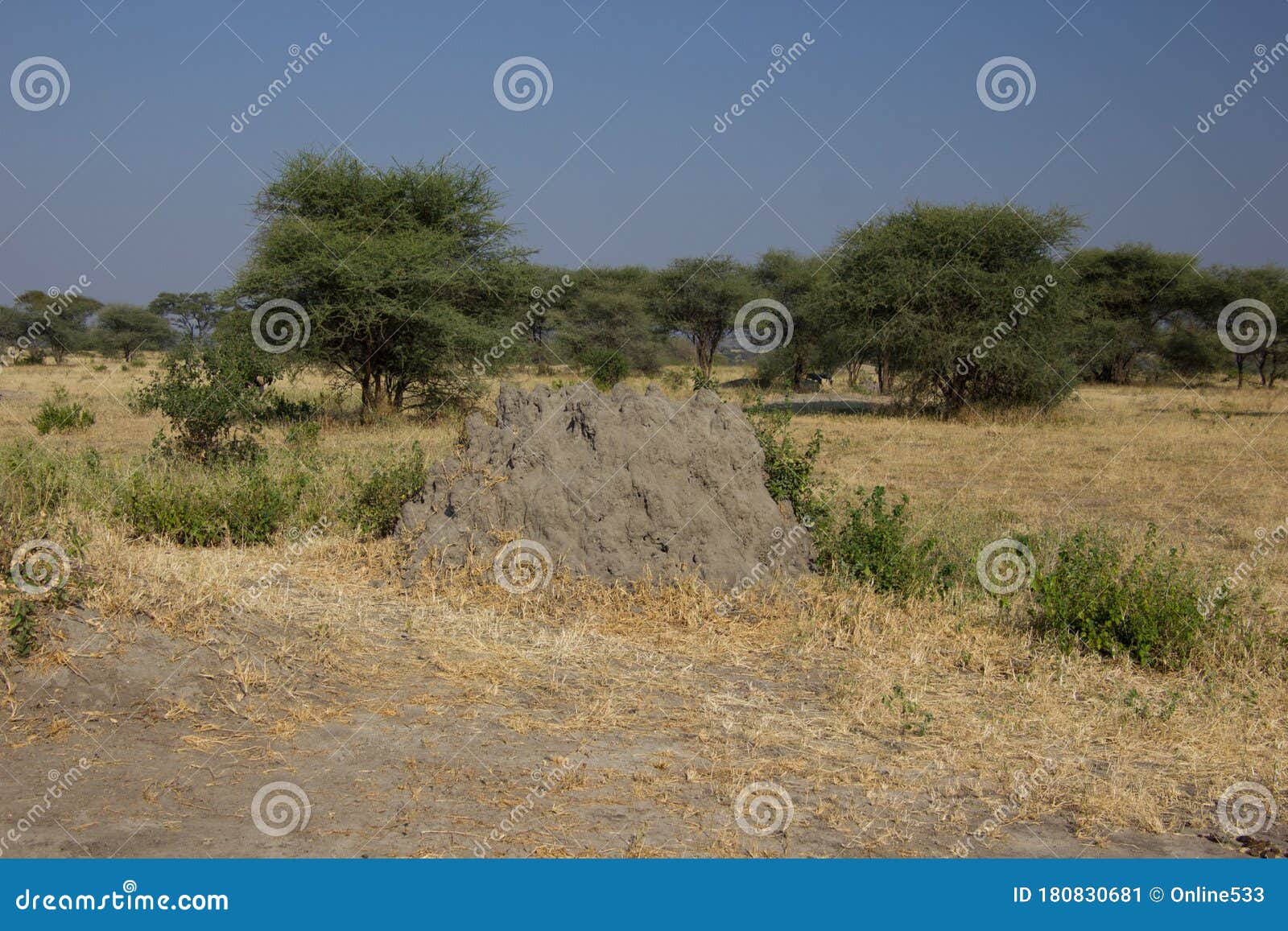 Termite Hill in the African Savannah on a Sunny Day Stock Image - Image ...