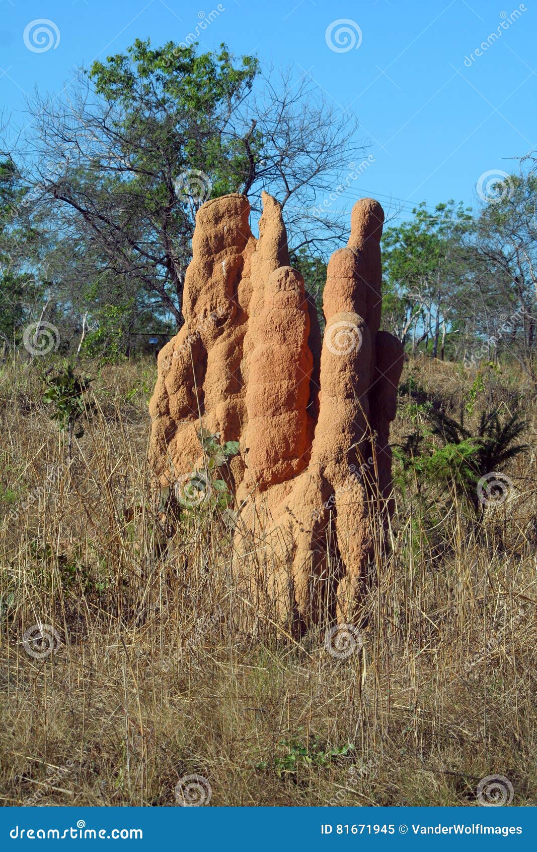 Termite hill stock image. Image of pile, home, nortern - 81671945