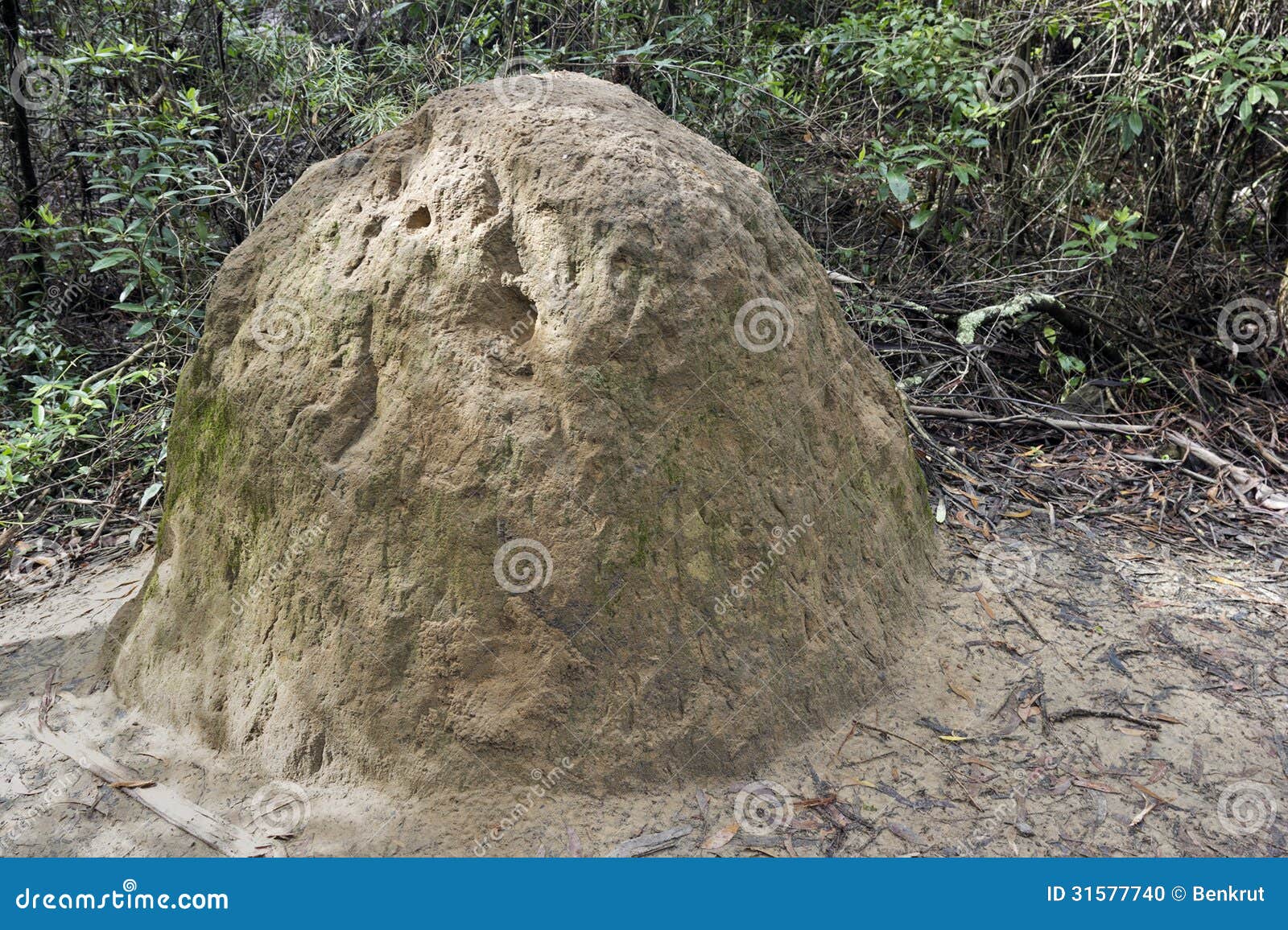 Termite hill stock photo. Image of pest, house, natural - 31577740