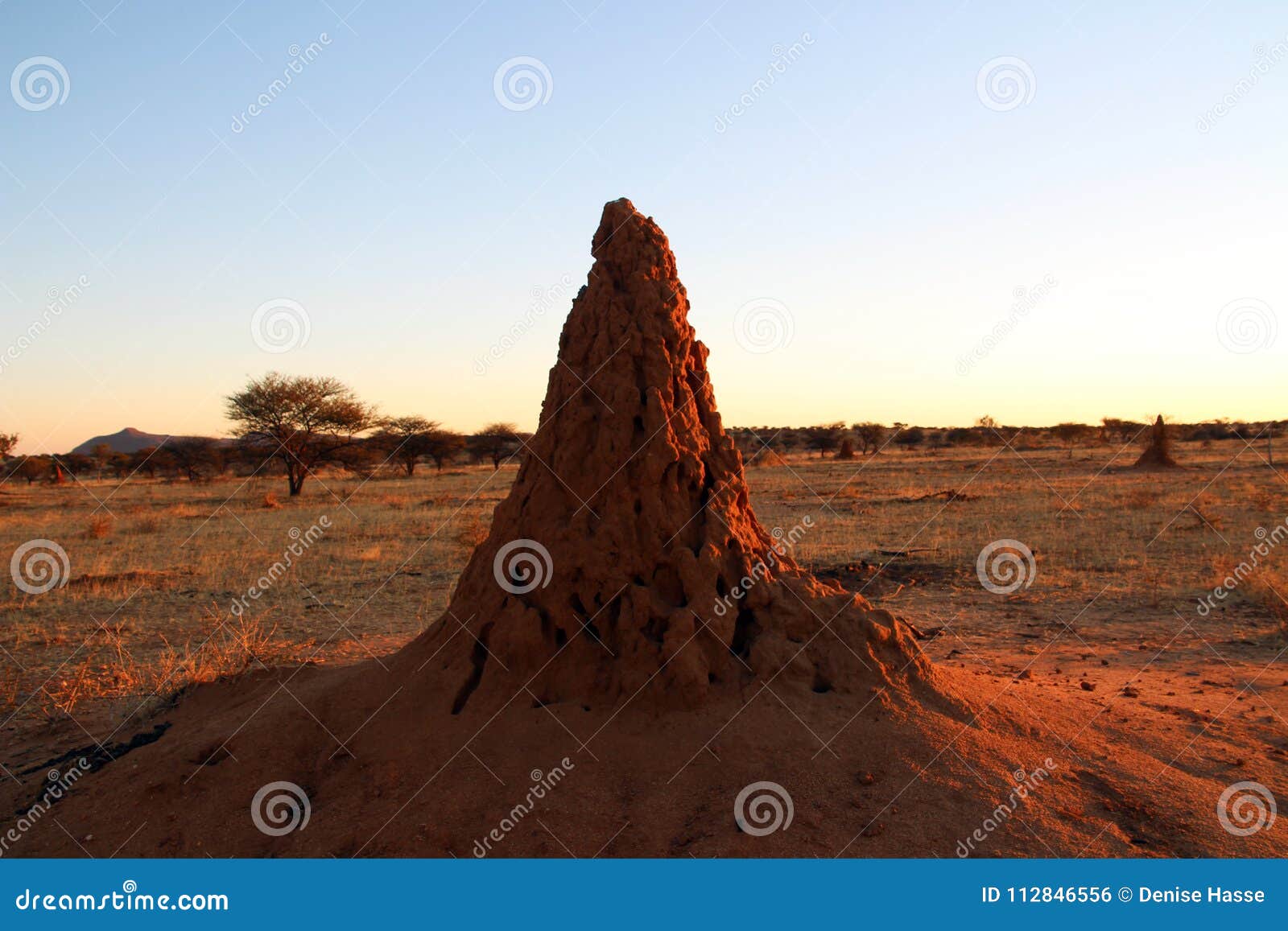Termite Hills in Namibia Africa Stock Photo - Image of sausages ...