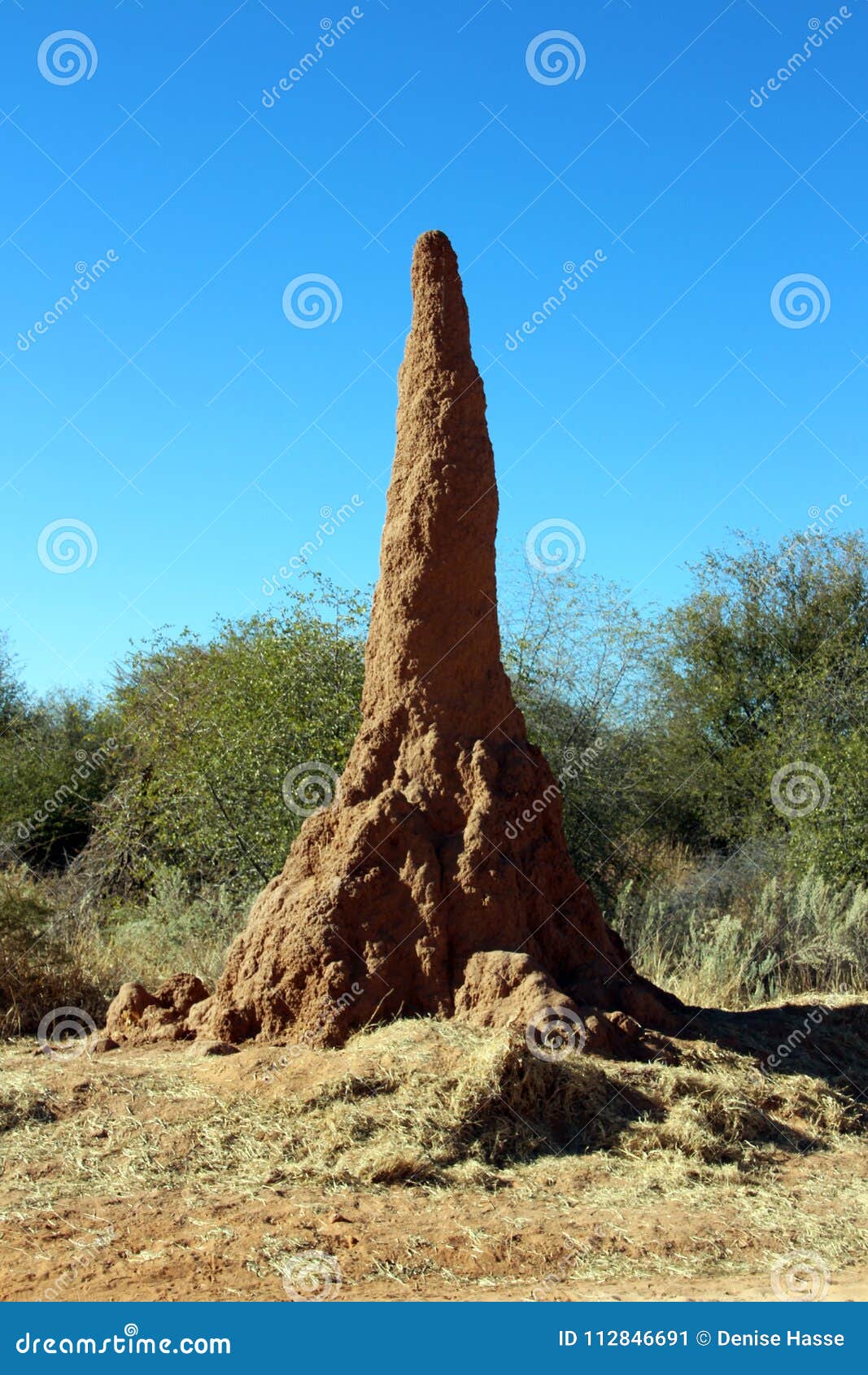 Termite Hills in Namibia Africa Stock Image - Image of travel, horns ...