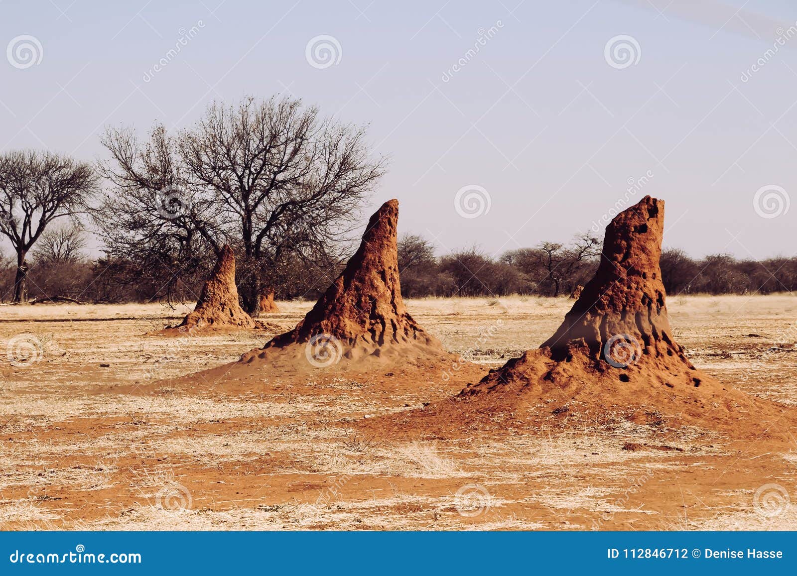 Termite Hills in Namibia Africa Stock Photo - Image of wild, sausages ...