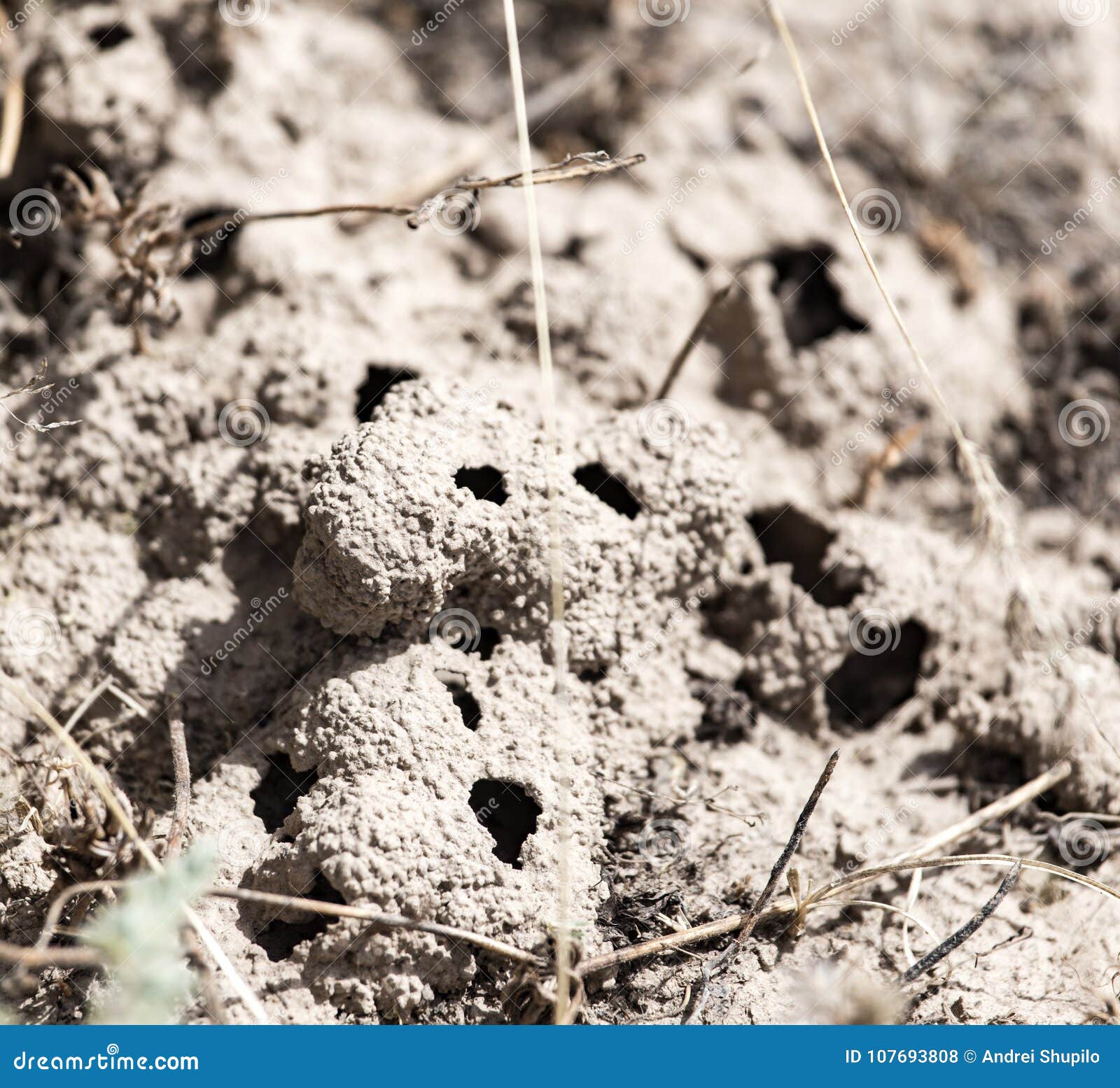Termite Holes in the Ground Stock Photo - Image of termite, anthill ...