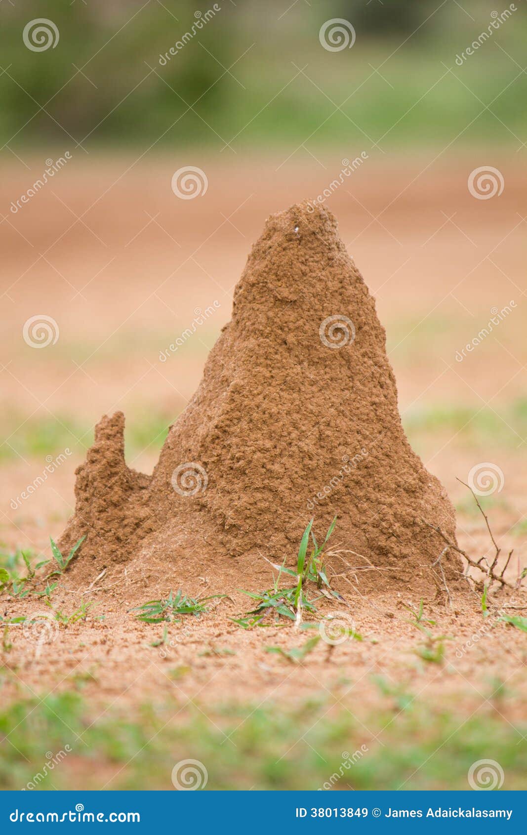 Termite House stock image. Image of natural, abstract - 38013849