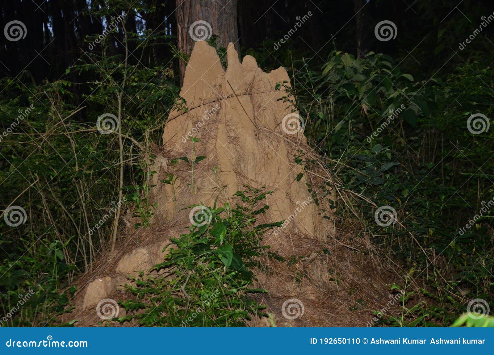 Termite House Beautiful Side in the Jungle Stock Photo - Image of tree ...