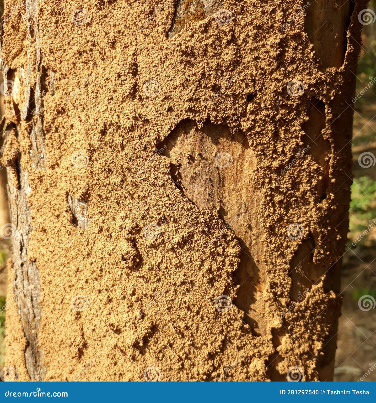 Termite house is called stock photo. Image of plant - 281297540