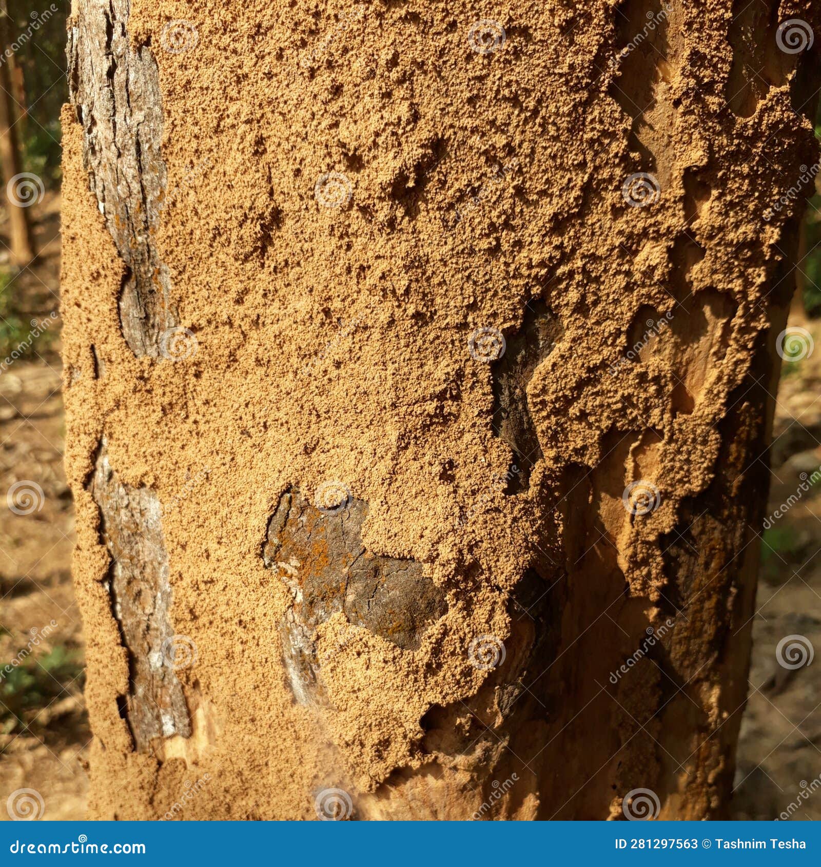 Termite house is called stock image. Image of wood, temple - 281297563