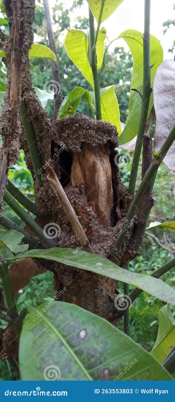 Termite House on a Mango Tree Stock Image - Image of arthropoda, nature ...