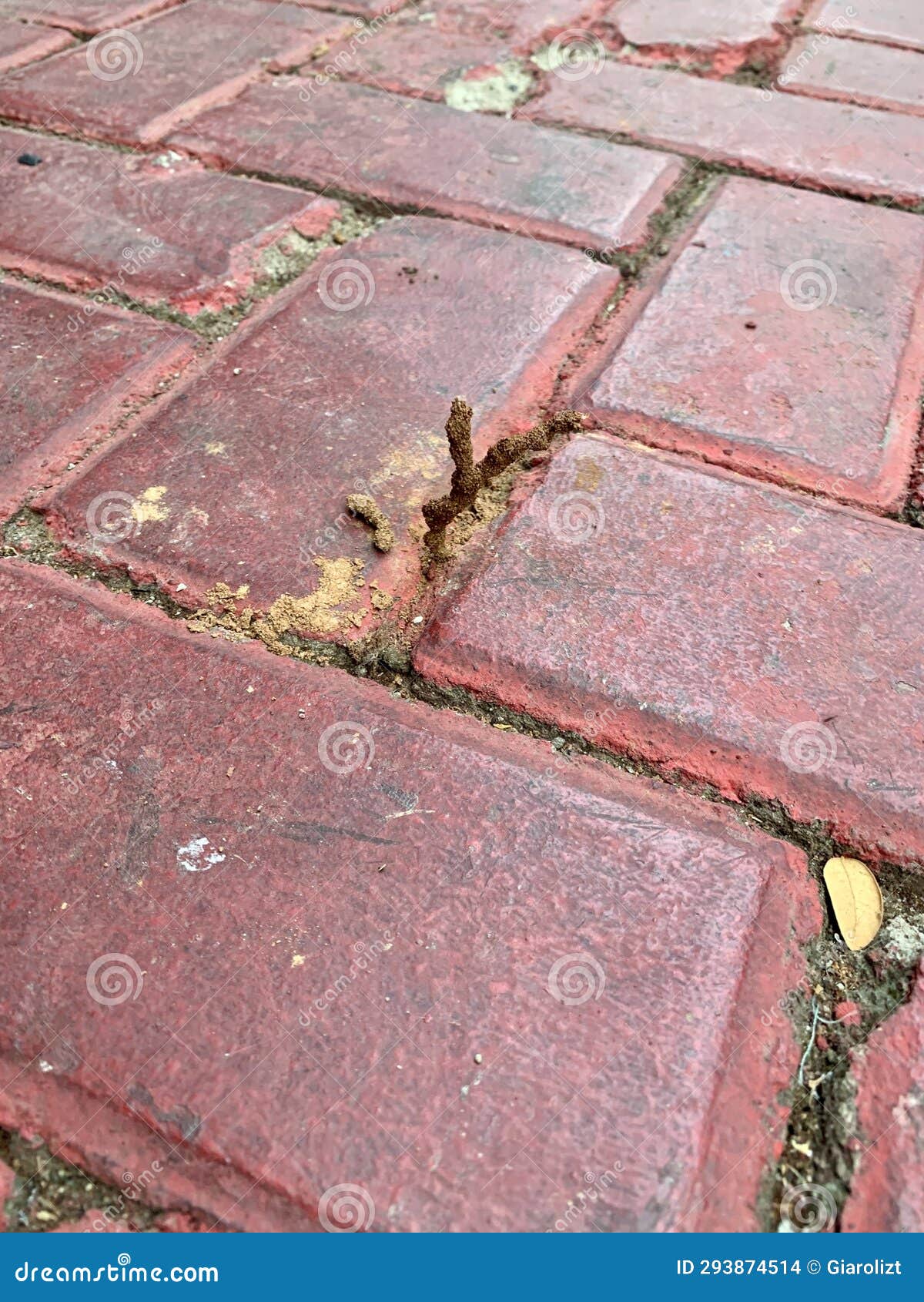 Termite Houses Grow in the Field with Paving Blocks Stock Photo - Image ...