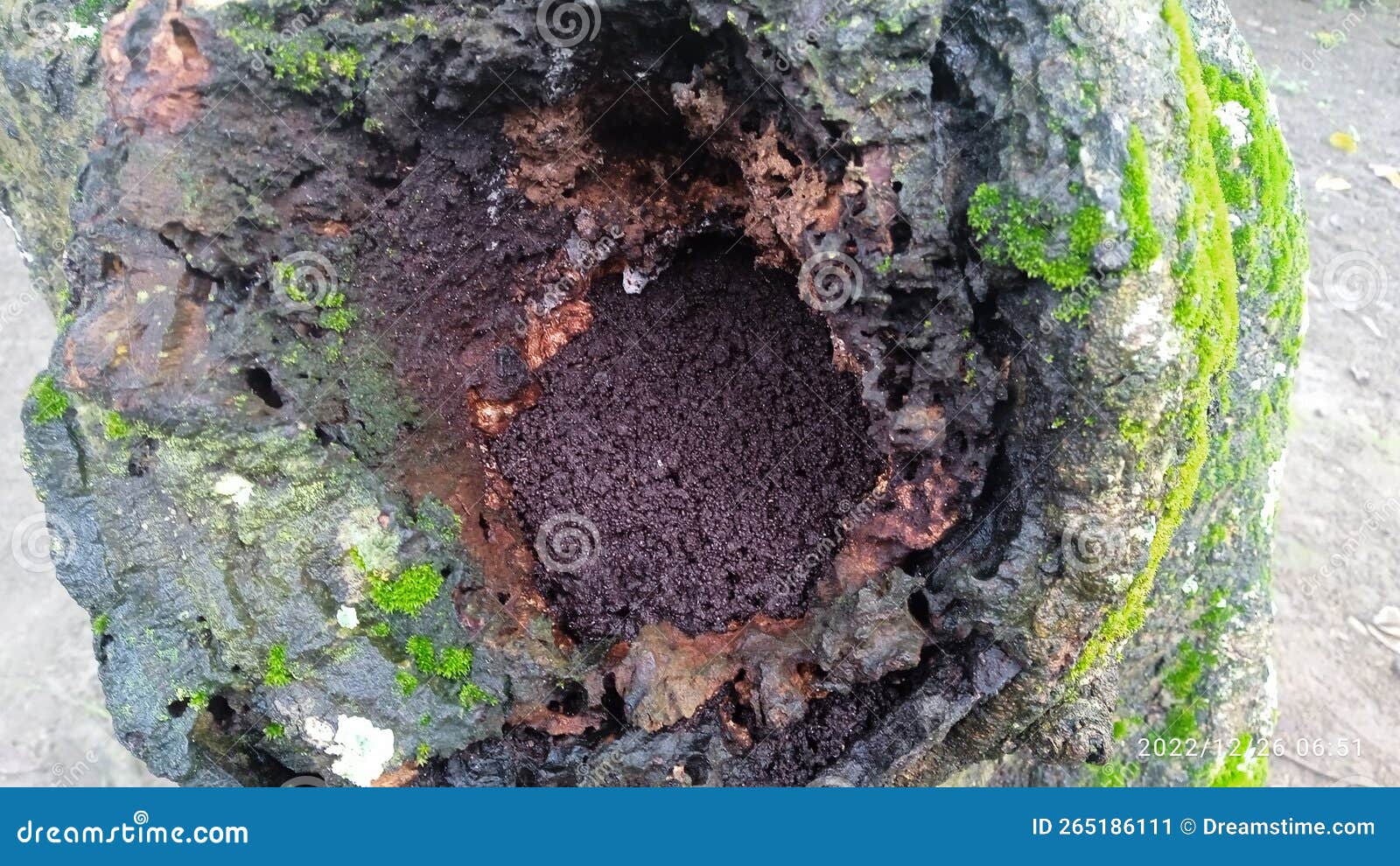 Termite Houses in Tree Holes Stock Image - Image of termite, green ...