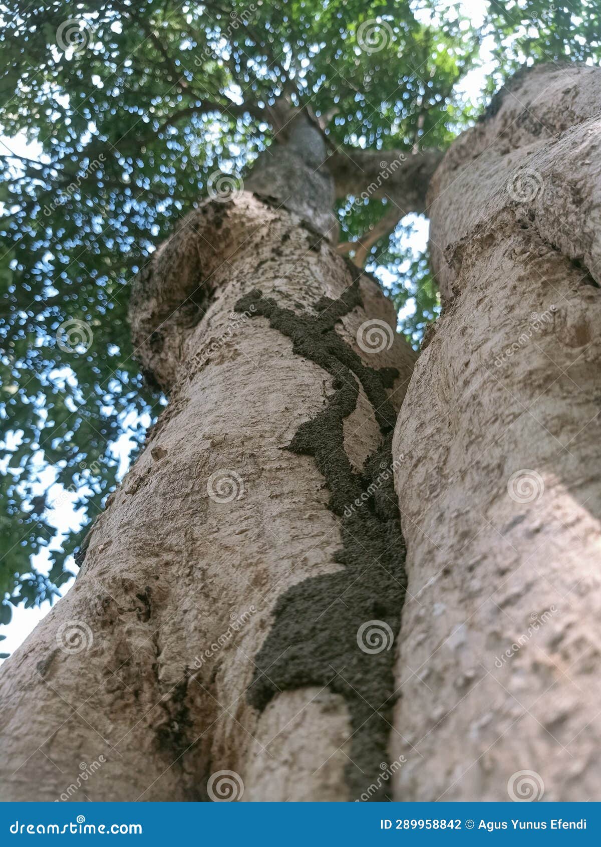 Termite Houses in Tree Trunks that Have Expanded To Increase the Number ...