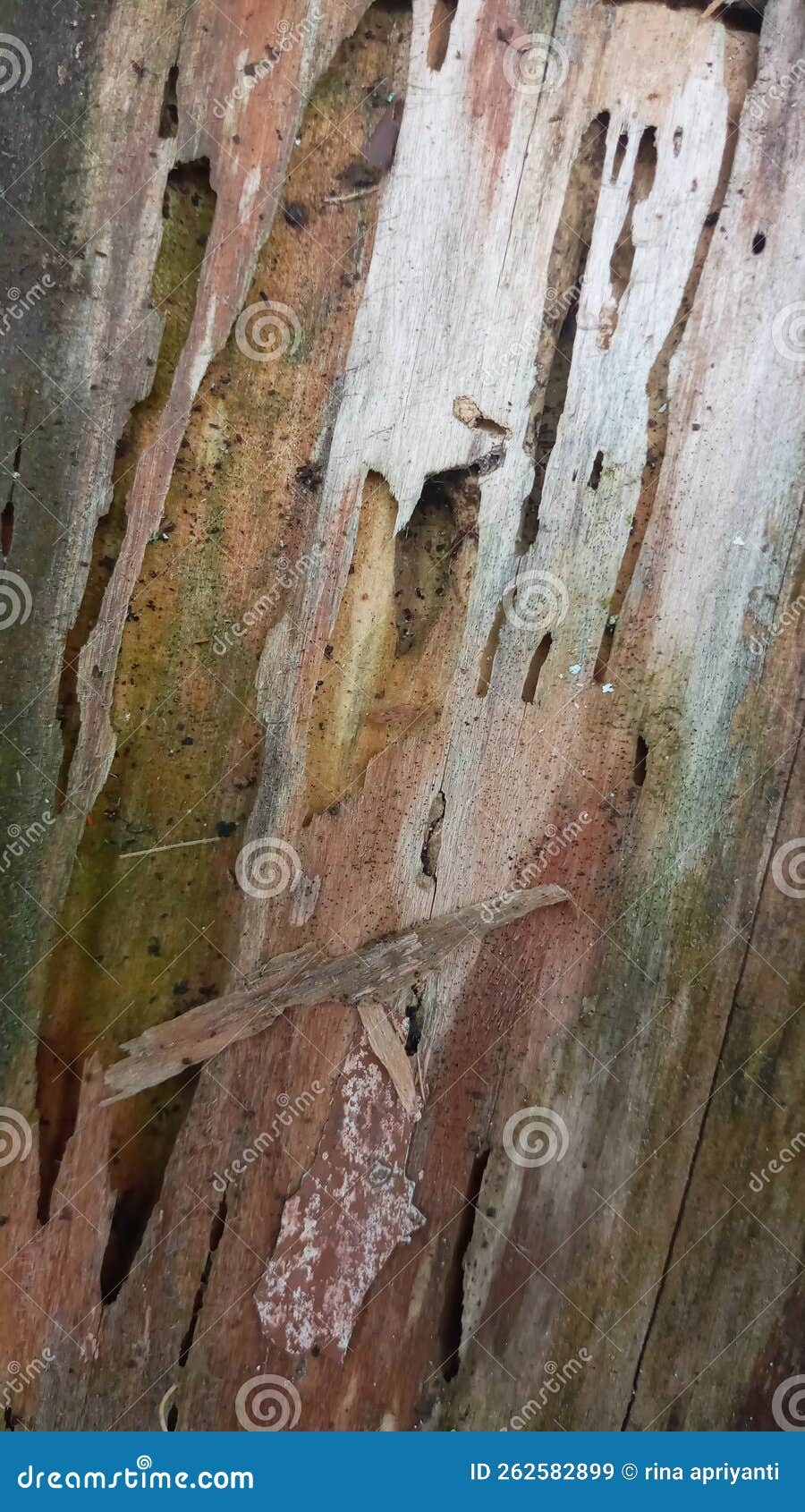 Termite Infested Brittle Wood Stock Image - Image of infested, termite ...