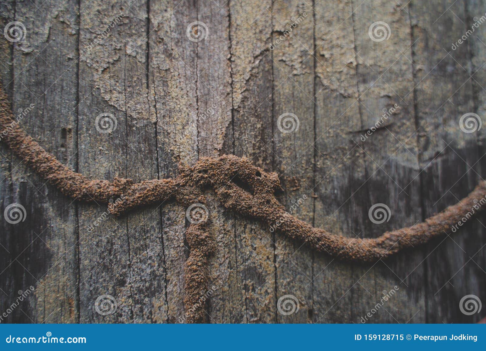 Termite Infested. Close Up on Termite Infested Wood Stock Image - Image ...