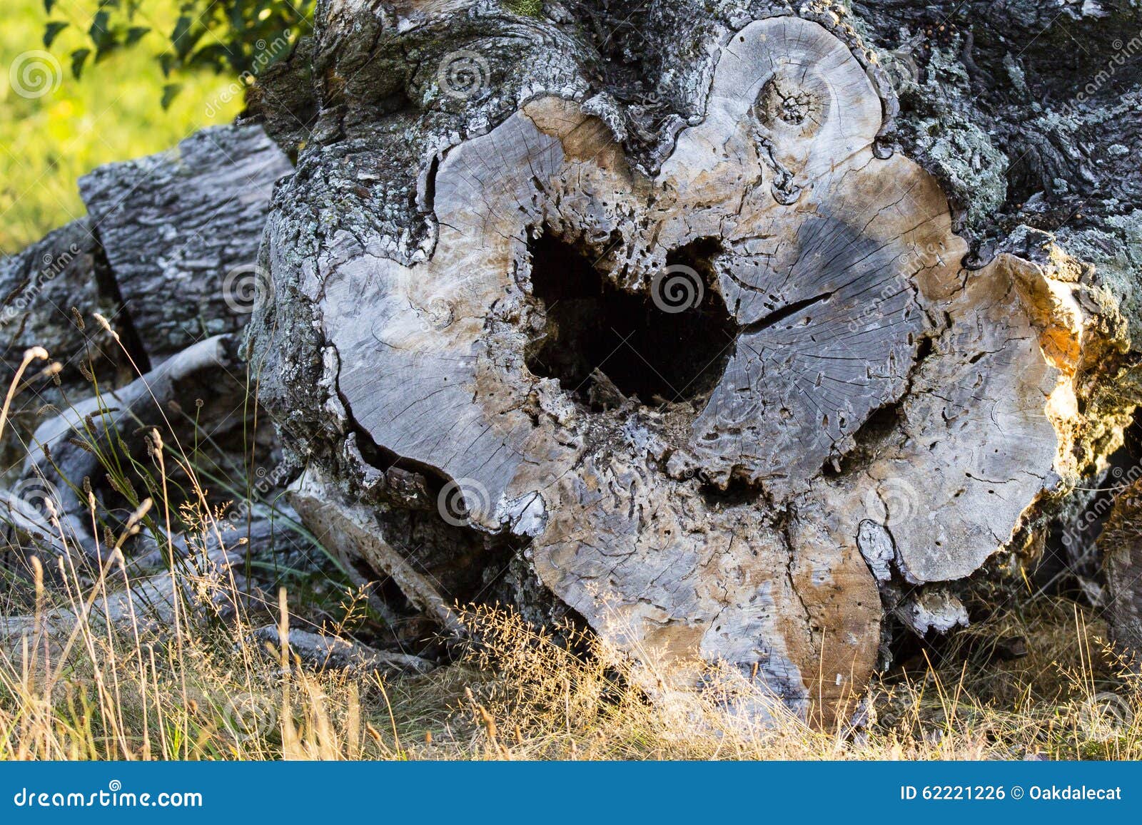 Termite Infested Fallen Log/Tree, Cross Section Stock Photo - Image of ...