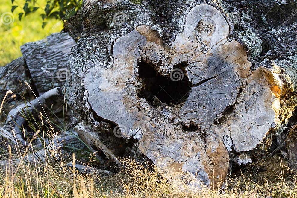 Termite Infested Fallen Log/Tree, Cross Section Stock Photo - Image of ...