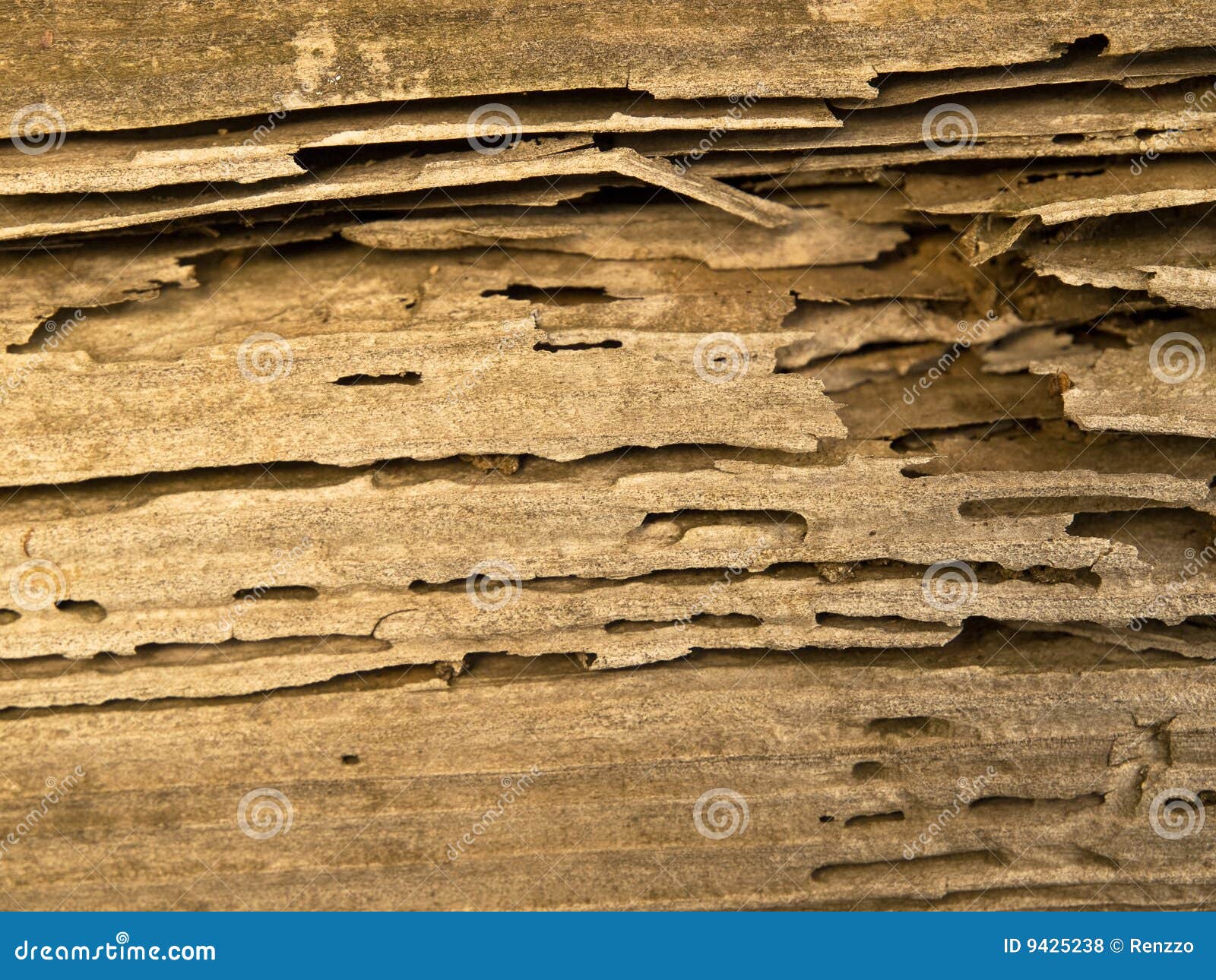 Termite Infested Wood Close Up. Stock Photo - Image of design, home ...