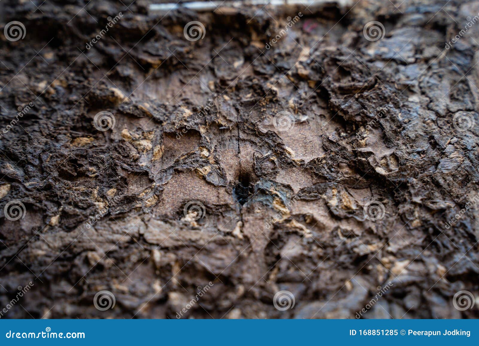 Termite Infested Wood Close Up. Termite Infested Wood Surface Close Up ...