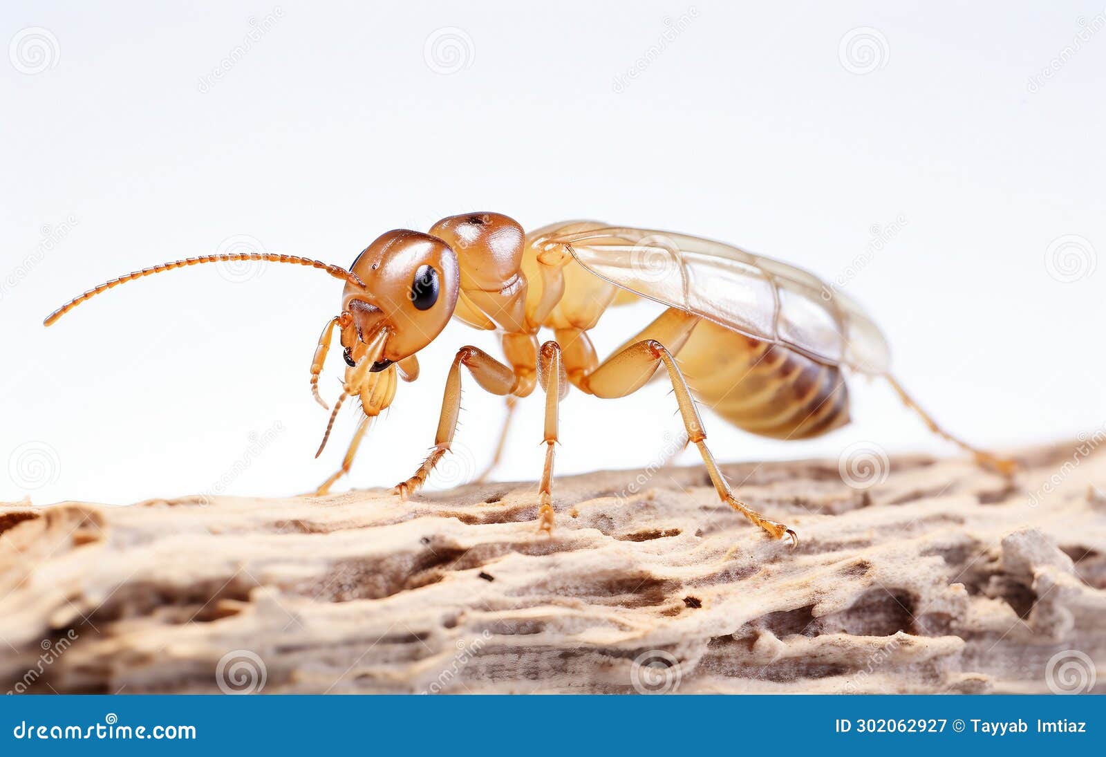 Termite Insect Isolated on a Transparent Background. Stock Illustration ...