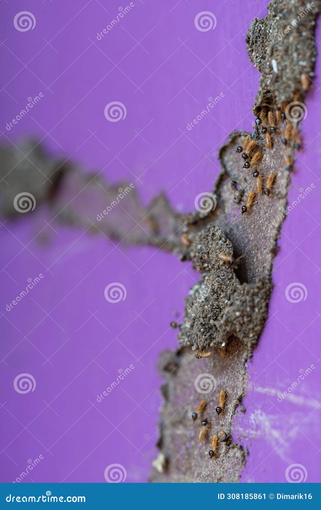Termite insect theme stock image. Image of wildlife - 308185861