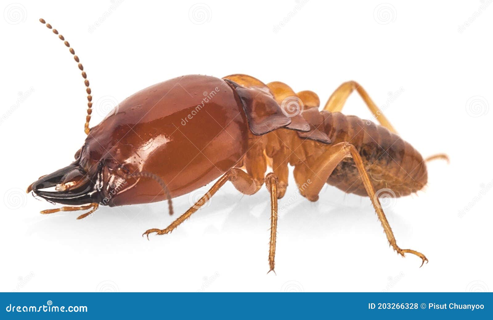 Termite Isolated on White Background Stock Photo - Image of teeth ...