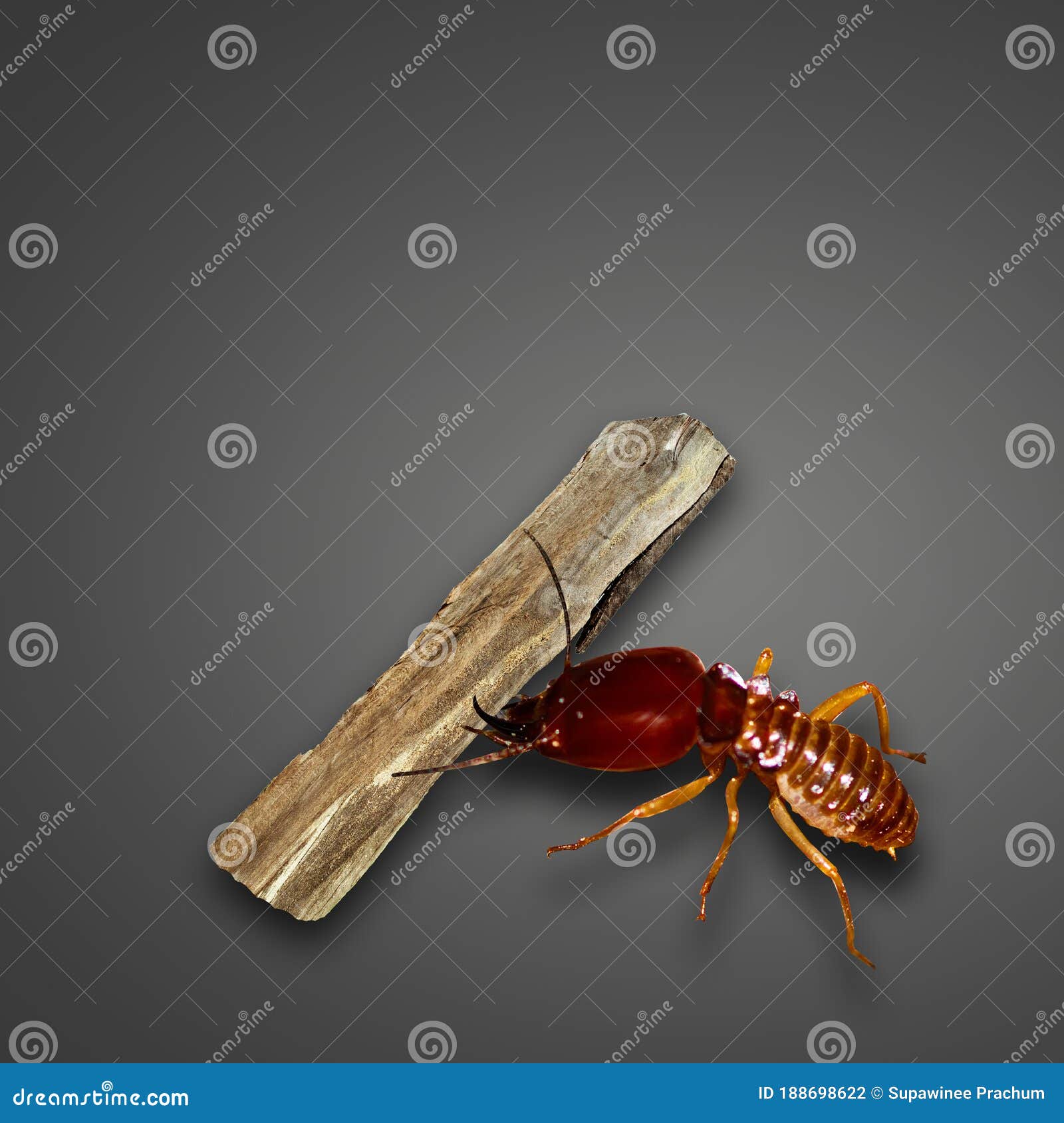 Termite on Isolated Whited Background Stock Photo - Image of nature ...