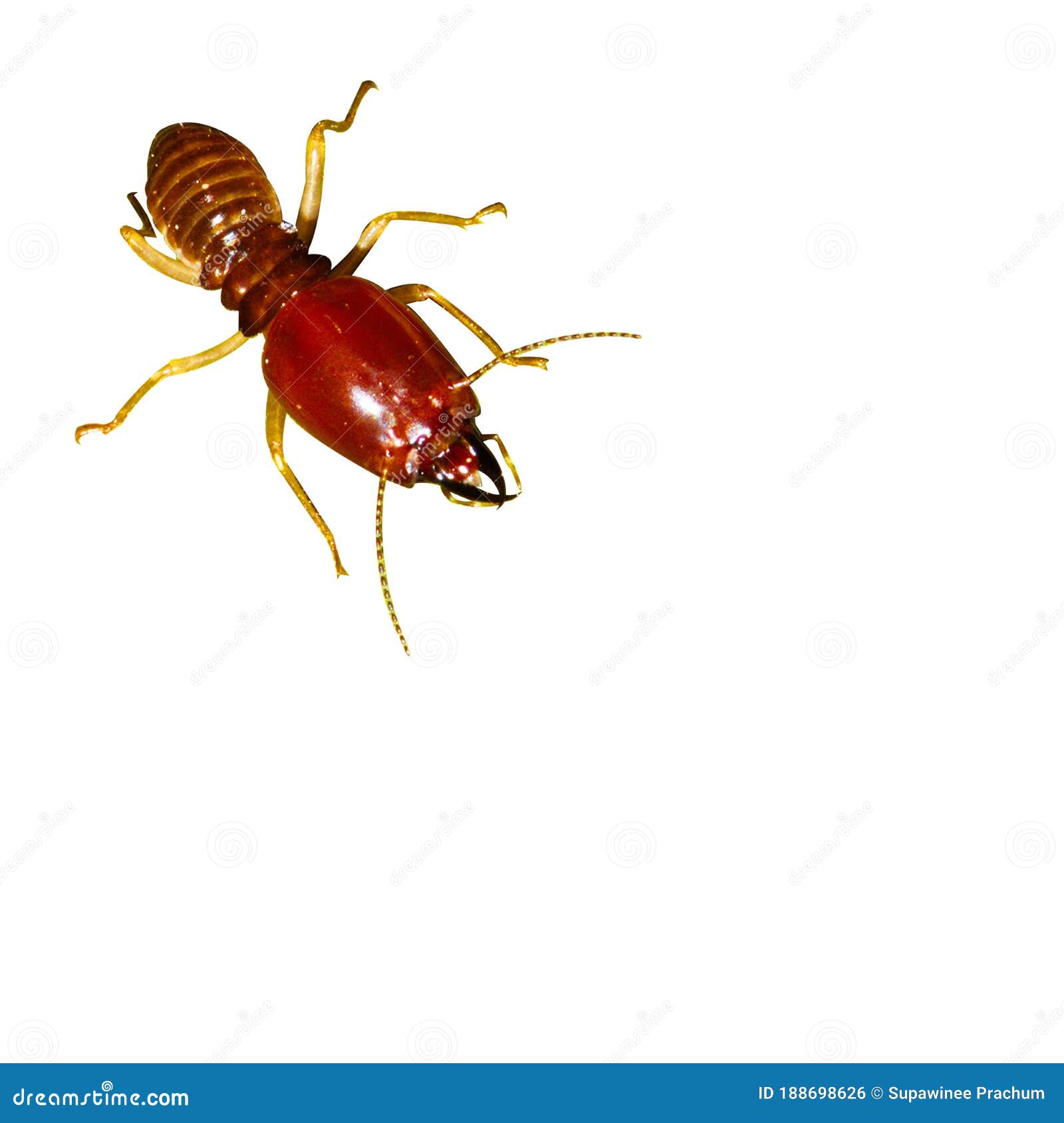 Termite on Isolated Whited Background Stock Photo - Image of white ...