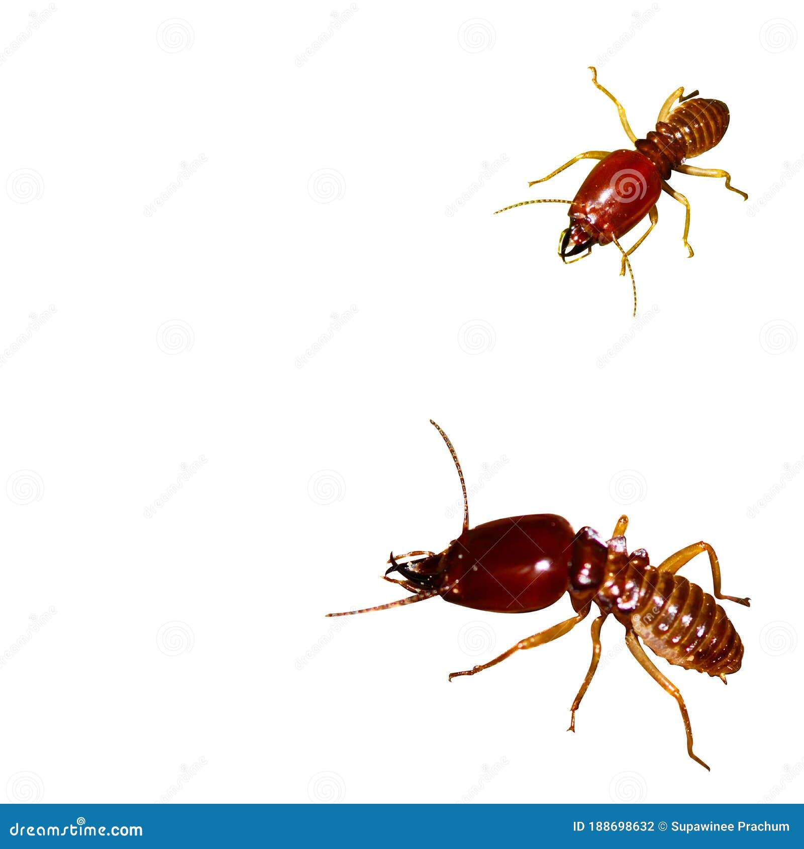 Termite on Isolated Whited Background Stock Photo - Image of nature ...