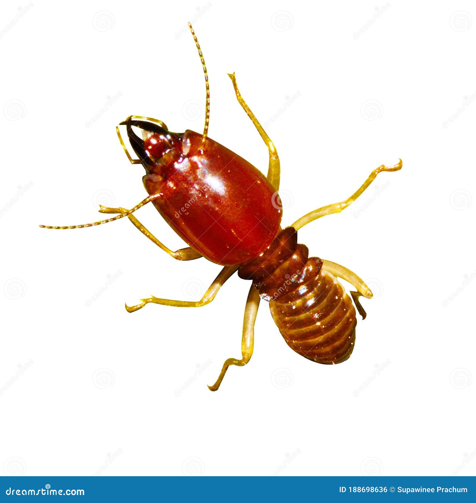 Termite on Isolated Whited Background Stock Photo - Image of decay ...