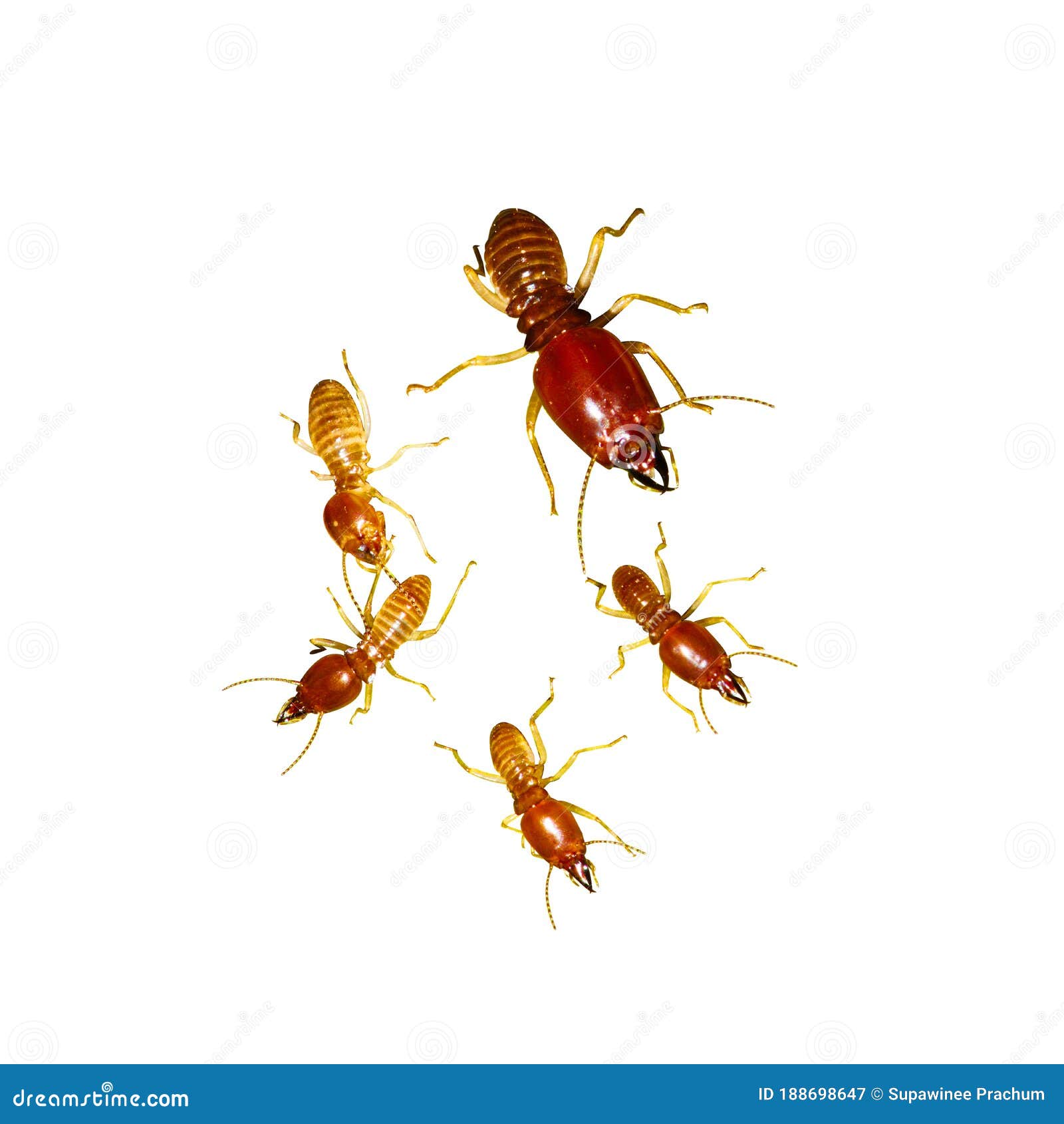 Termite on Isolated Whited Background Stock Image - Image of wildlife ...