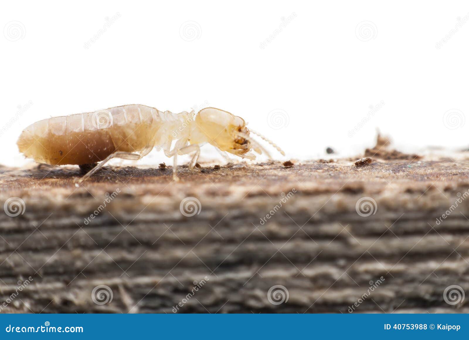 Termite macro. stock photo. Image of bark, damage, lumber - 40753988