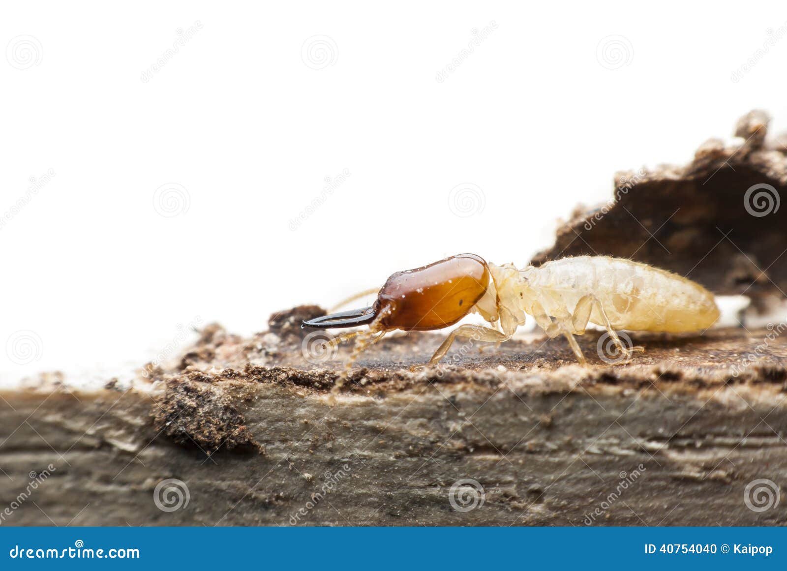 Termite macro. stock photo. Image of structure, texture - 40754040