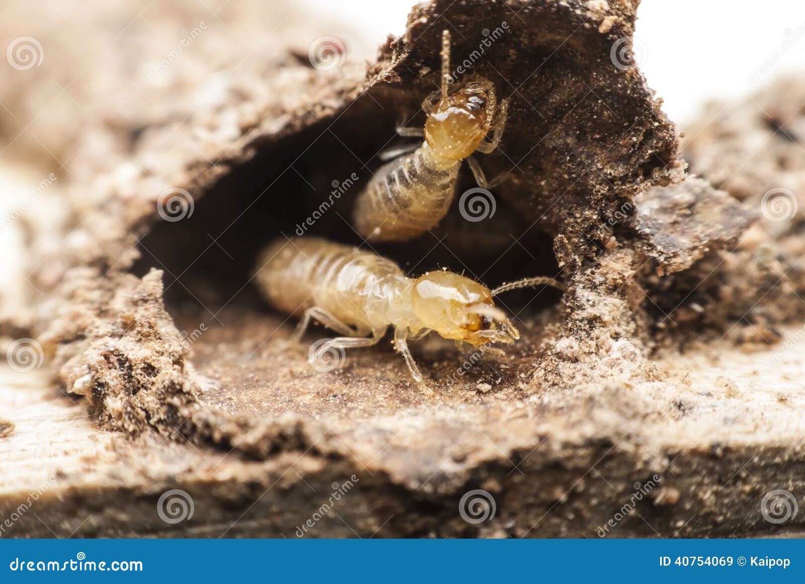 Termite macro. stock image. Image of damage, termite - 40754069