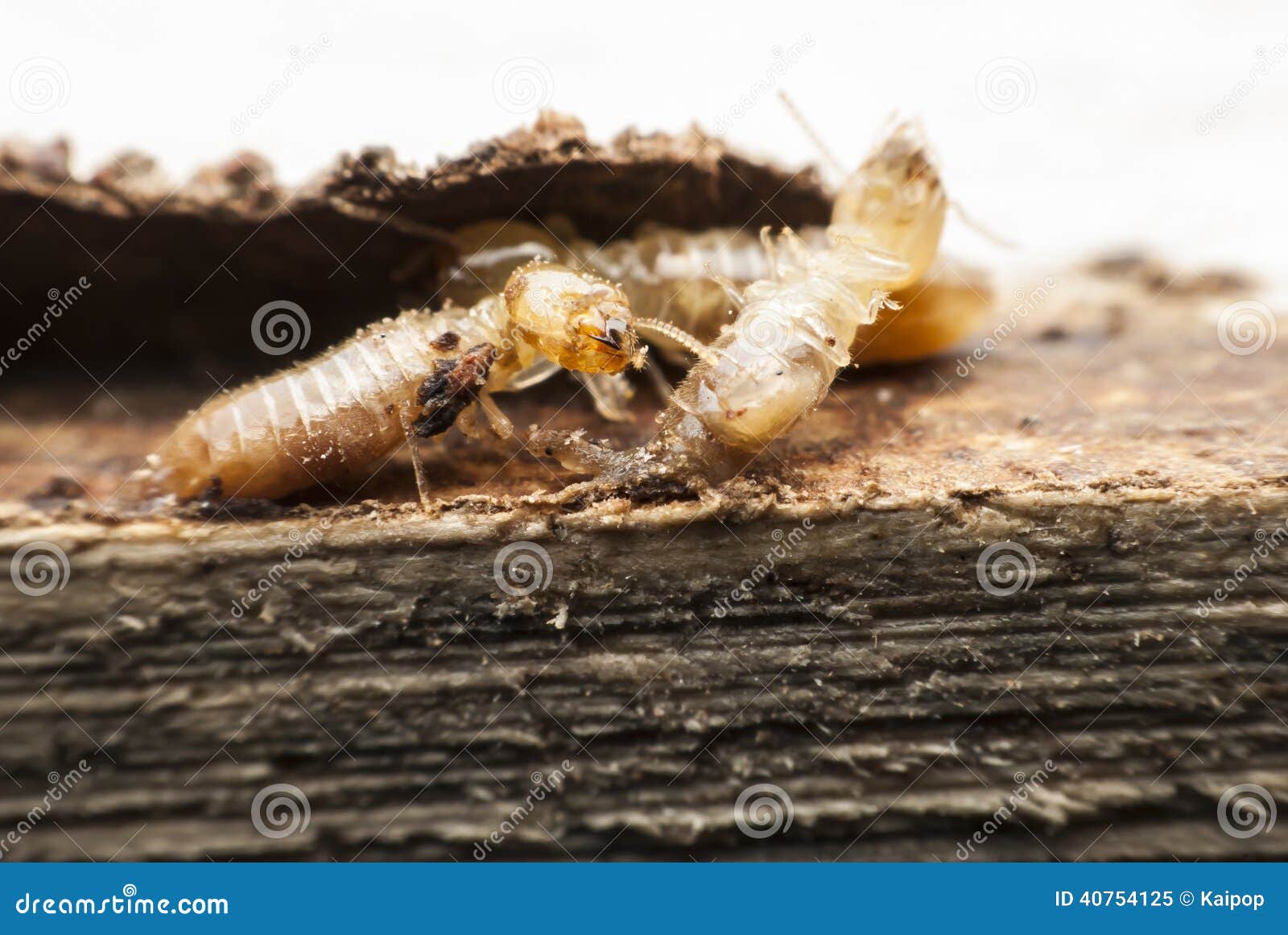 Termite macro. stock image. Image of exterior, surface - 40754125