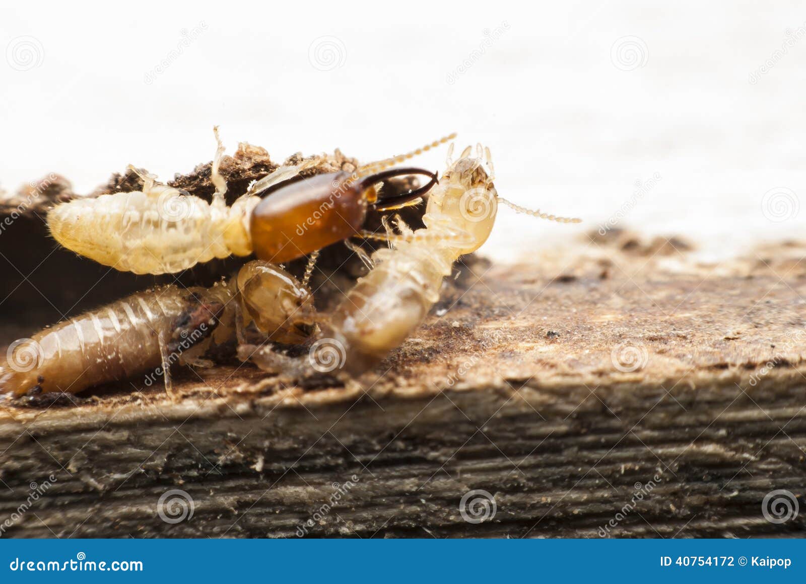 Termite macro. stock photo. Image of timber, dried, home - 40754172