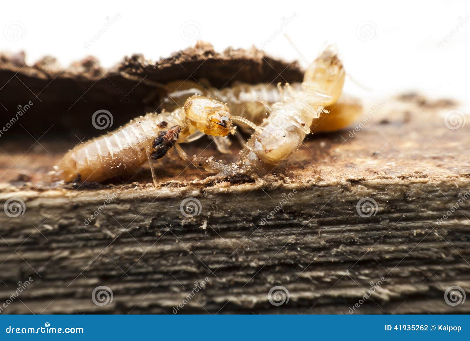 Termite macro. stock photo. Image of brown, macro, grain - 41935262