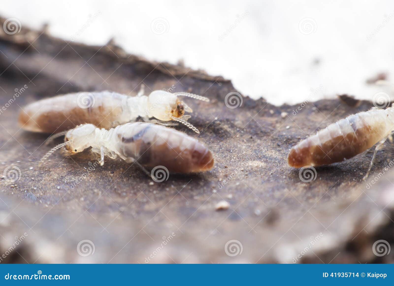 Termite macro. stock photo. Image of natural, rough, dried - 41935714