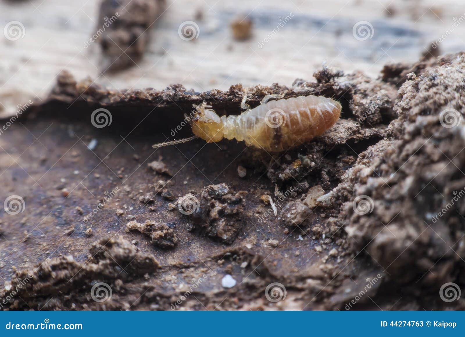 Termite macro stock image. Image of bark, fracture, lumber - 44274763