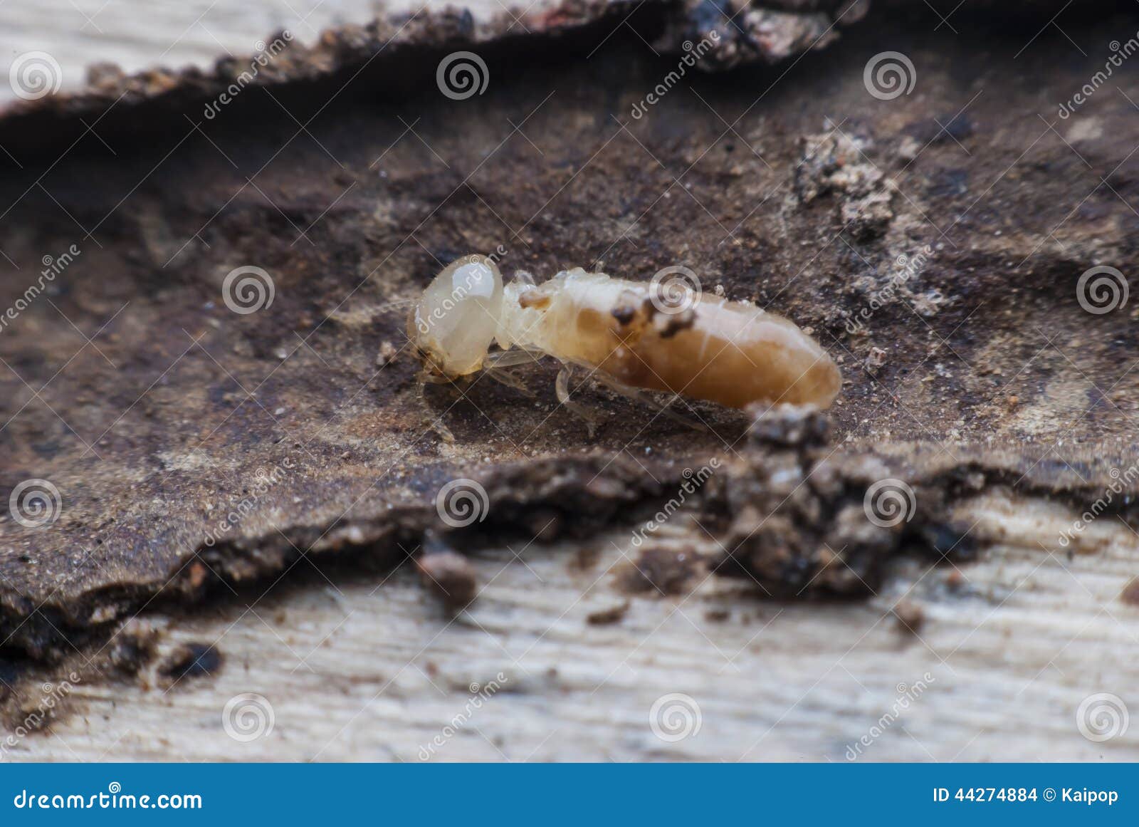 Termite macro stock photo. Image of nature, dried, rough - 44274884