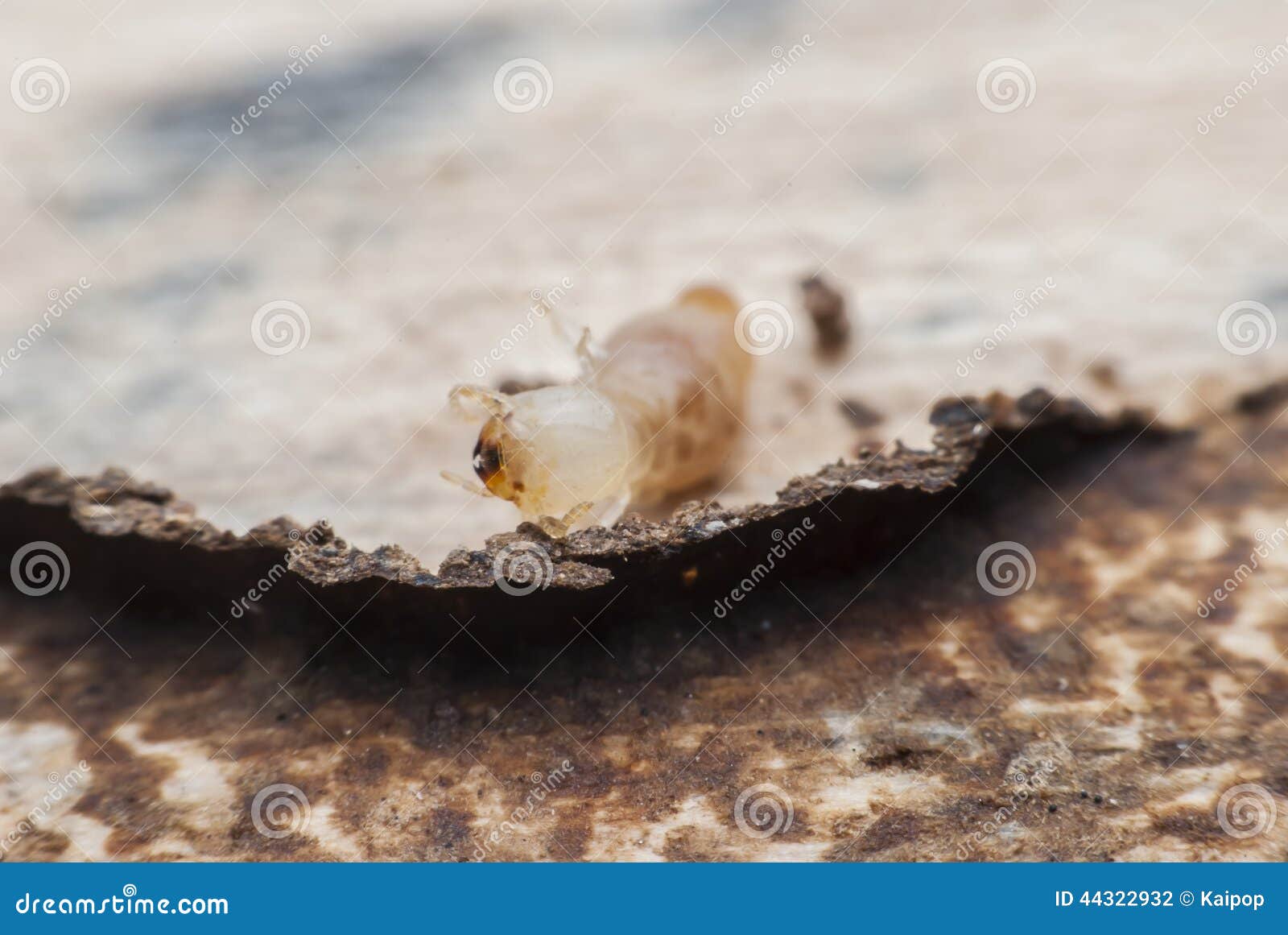 Termite macro stock photo. Image of home, lumber, rough - 44322932