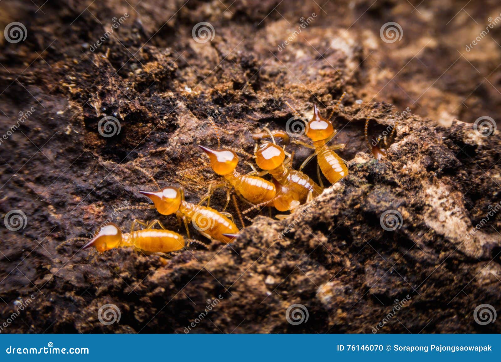 Termite stock photo. Image of damage, group, ancient - 76146070