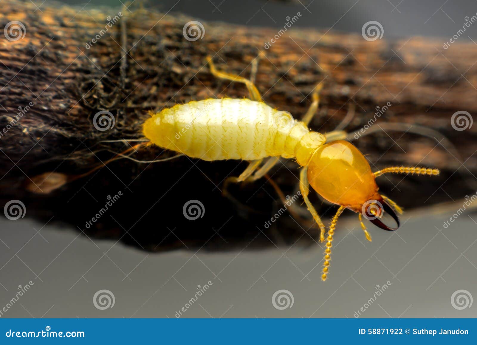 Termite macro stock photo. Image of termite, exterior - 58871922