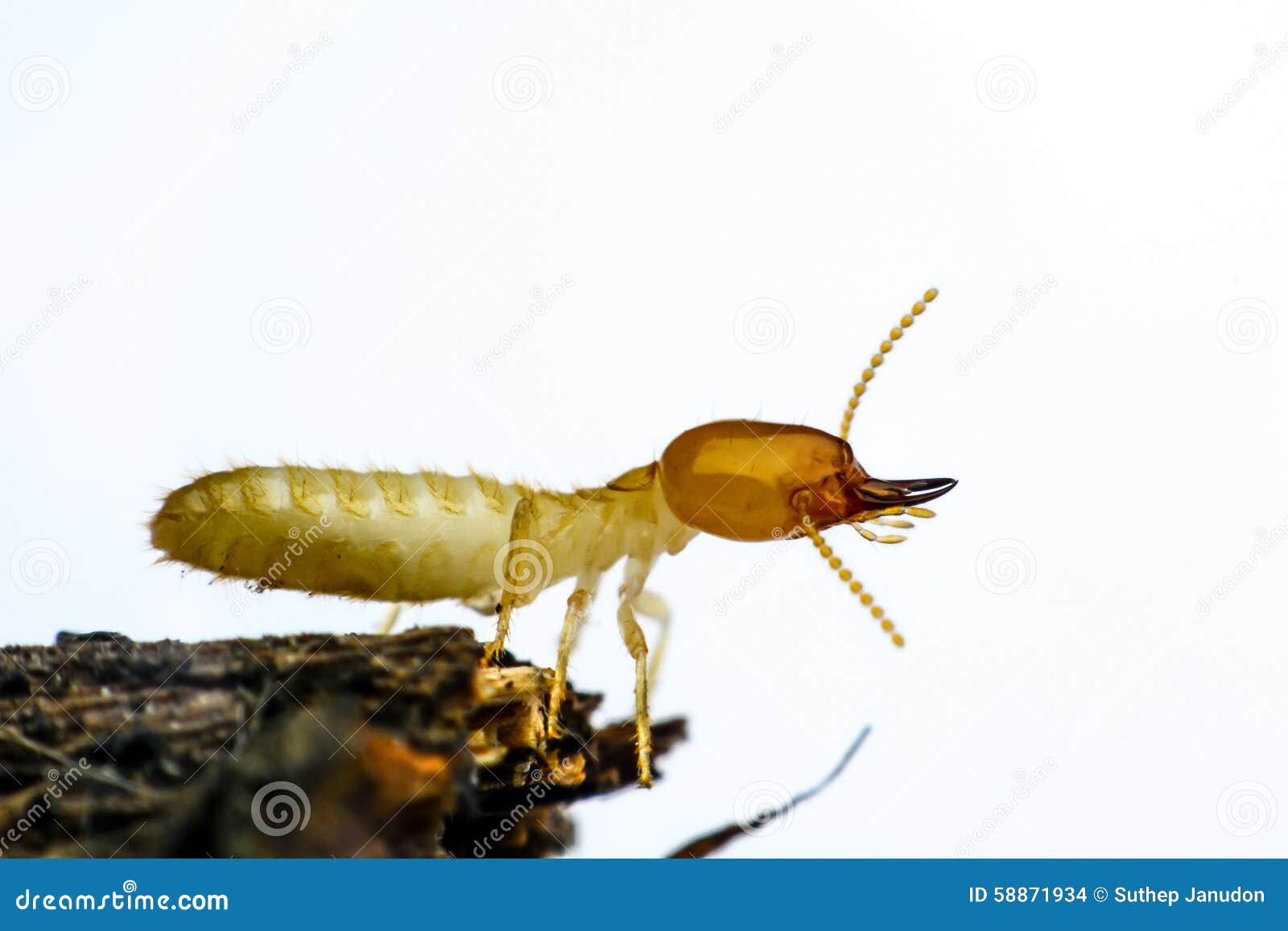 Termite macro stock photo. Image of brushwood, aged, ancient - 58871934