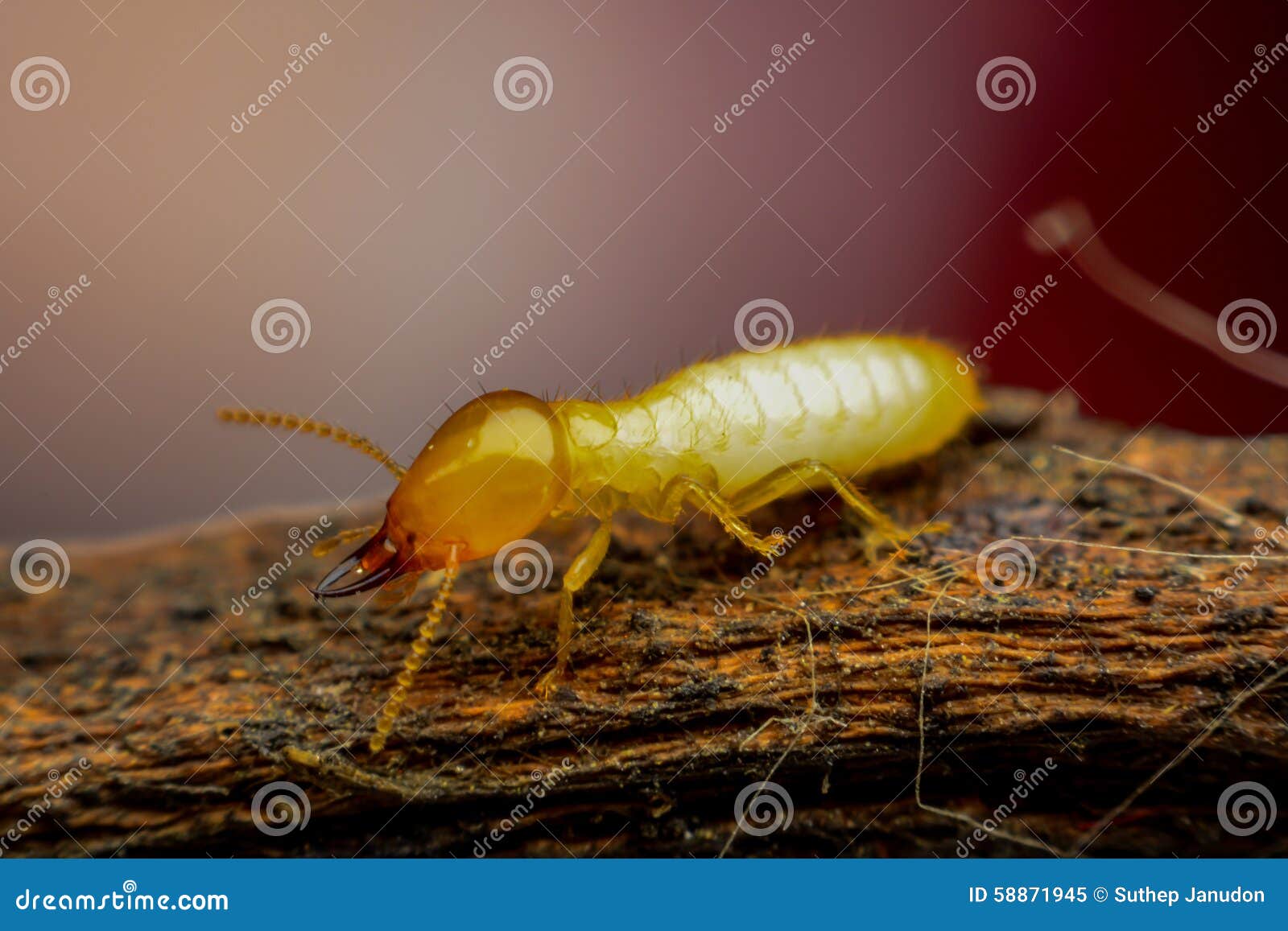 Termite macro stock image. Image of cracked, decay, destroyed - 58871945