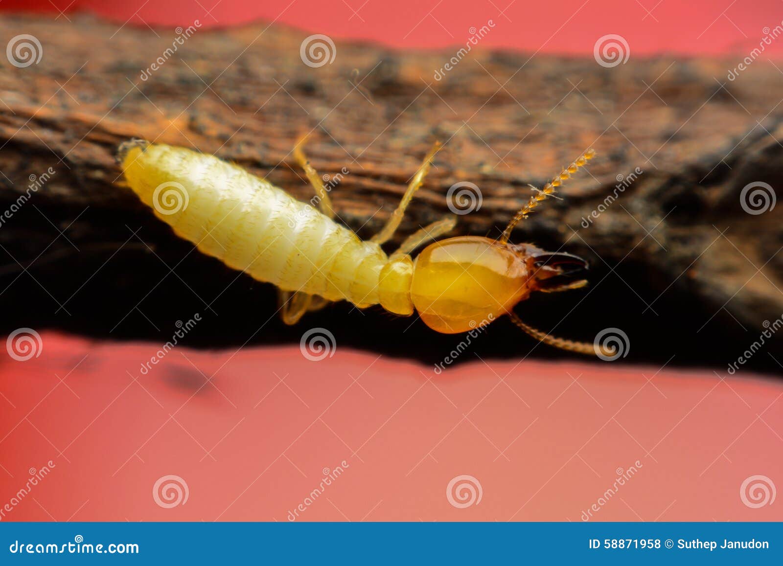 Termite macro stock photo. Image of surface, material - 58871958