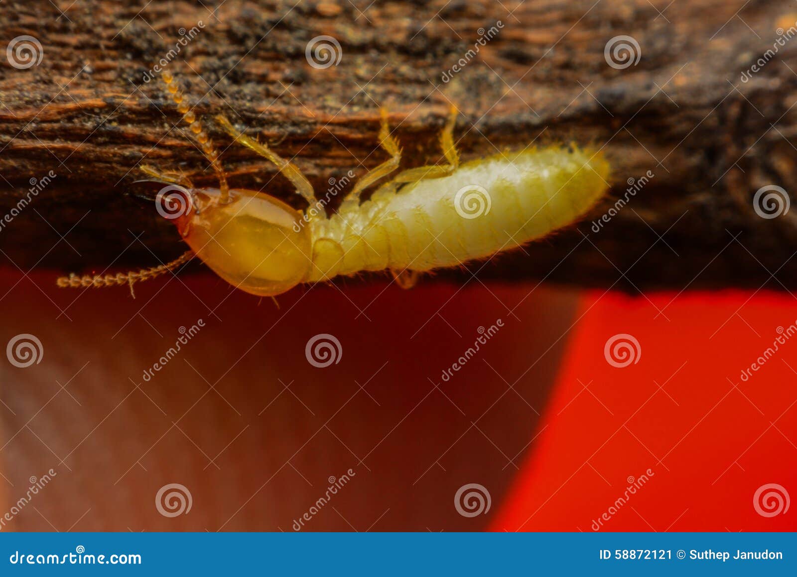 Termite macro stock image. Image of decor, termite, destroyed - 58872121