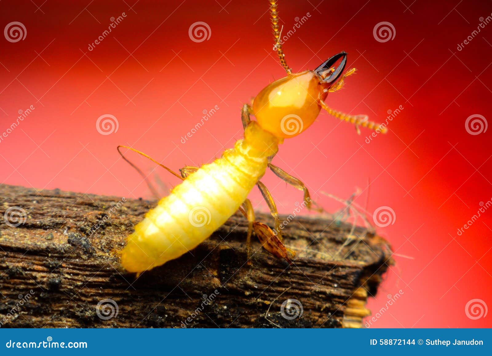 Termite macro stock photo. Image of termites, brown, brushwood - 58872144