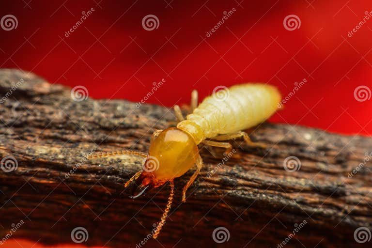 Termite macro stock photo. Image of destroyed, decay - 58872168