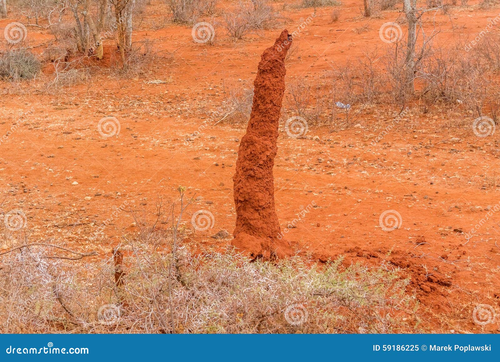 Termite moud in Ethiopia stock image. Image of africa - 59186225