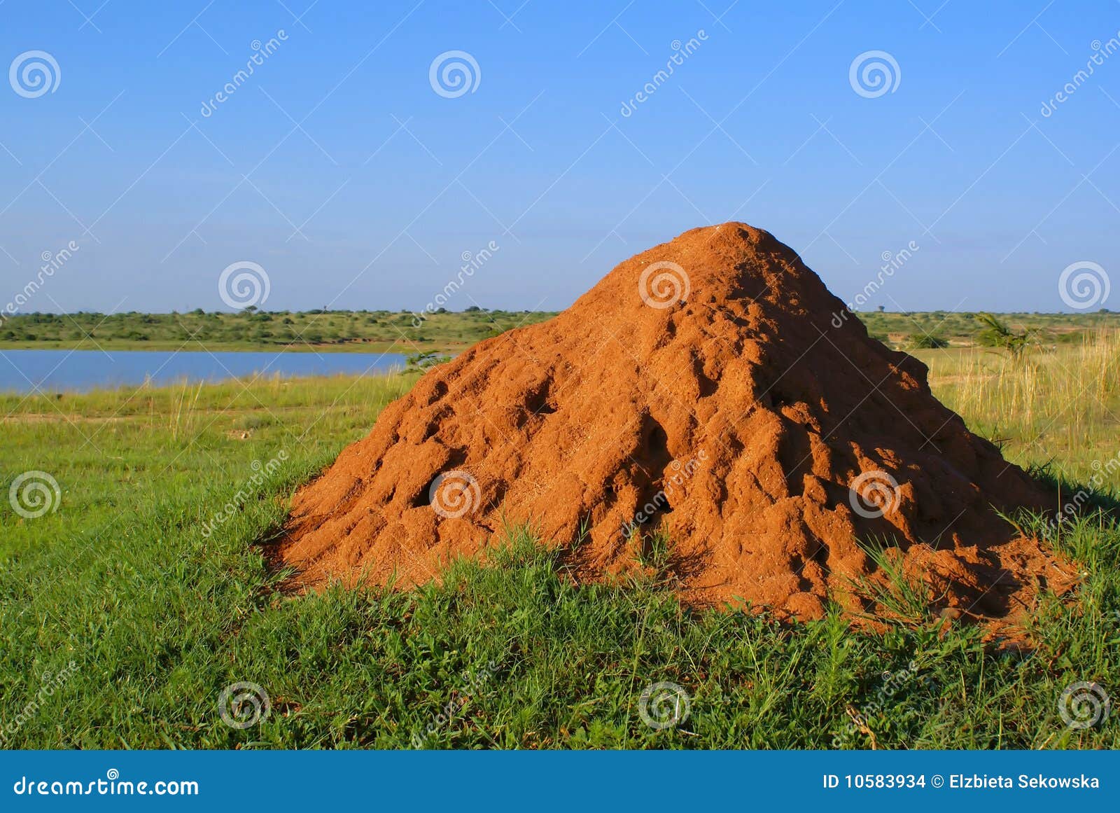 Termite mound stock photo. Image of organisation, anthill - 10583934